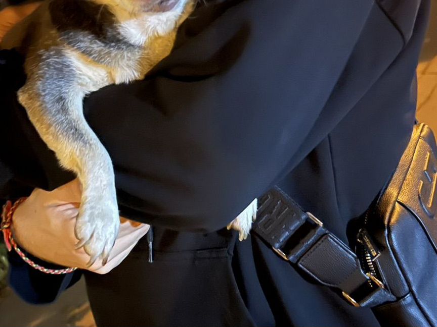 Нашли собаку