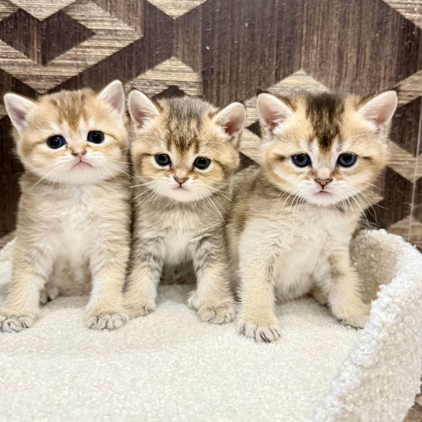 Британский короткошёрстный котёнок