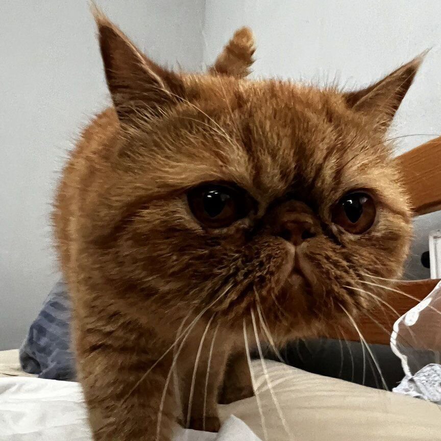Экзотические кот