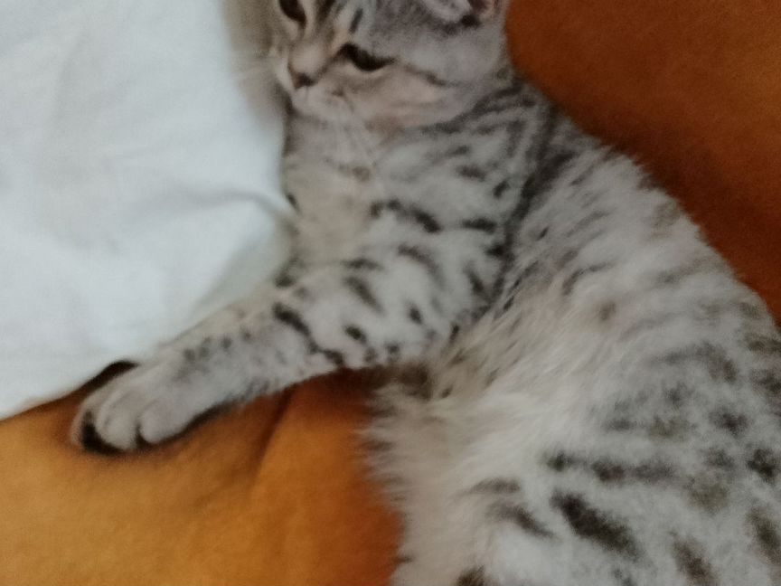 Кот но он думает что он человек