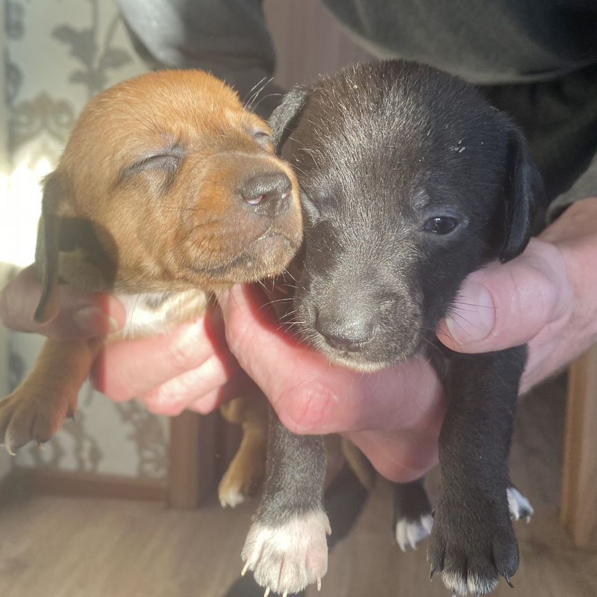 Такса, щенок