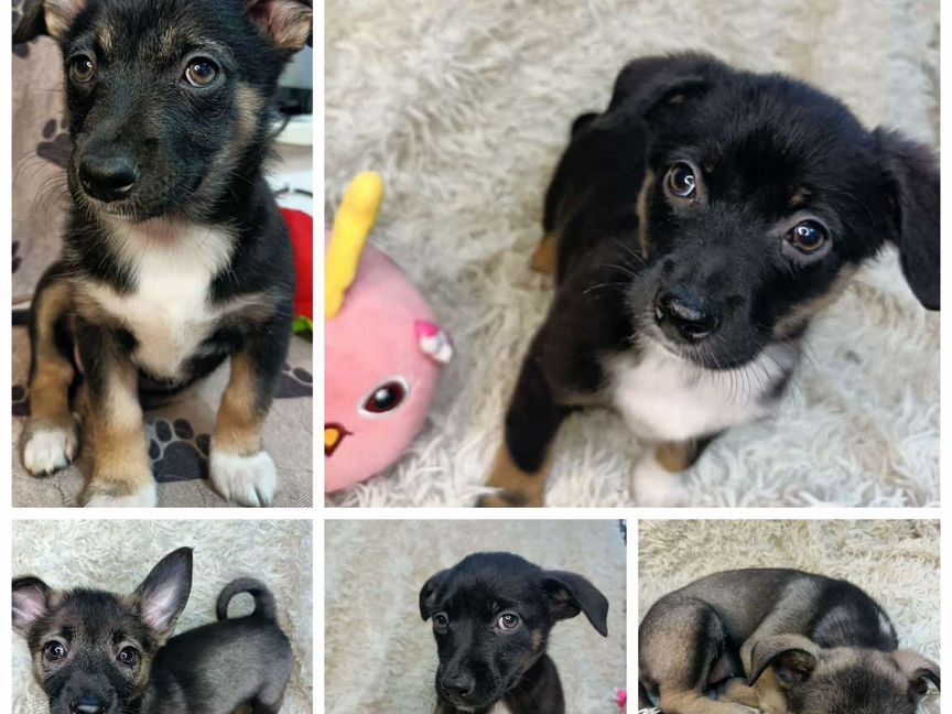 Щенки в добрые руки