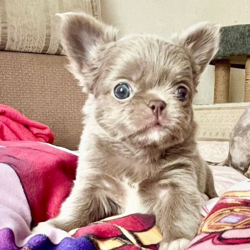 Малыши карандаши