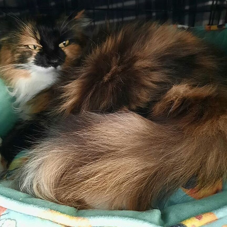 Взрослая, Девочка кошка в добрые руки