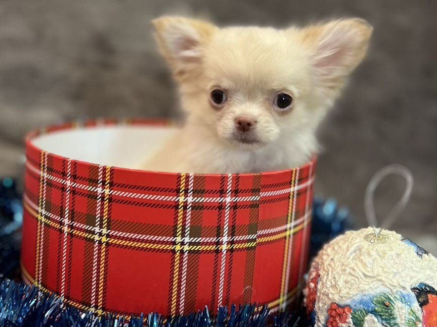 Лучший подарокна Новый год - Красотка чихуа
