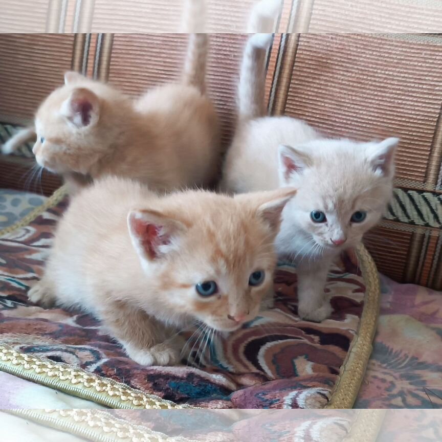 Котята в добрые руки