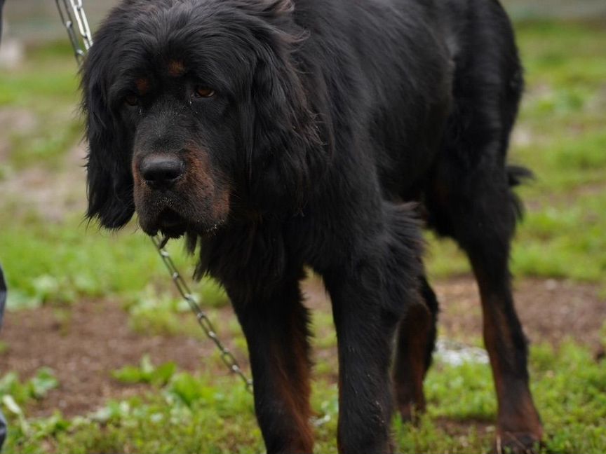 Тибетский мастиф из приюта