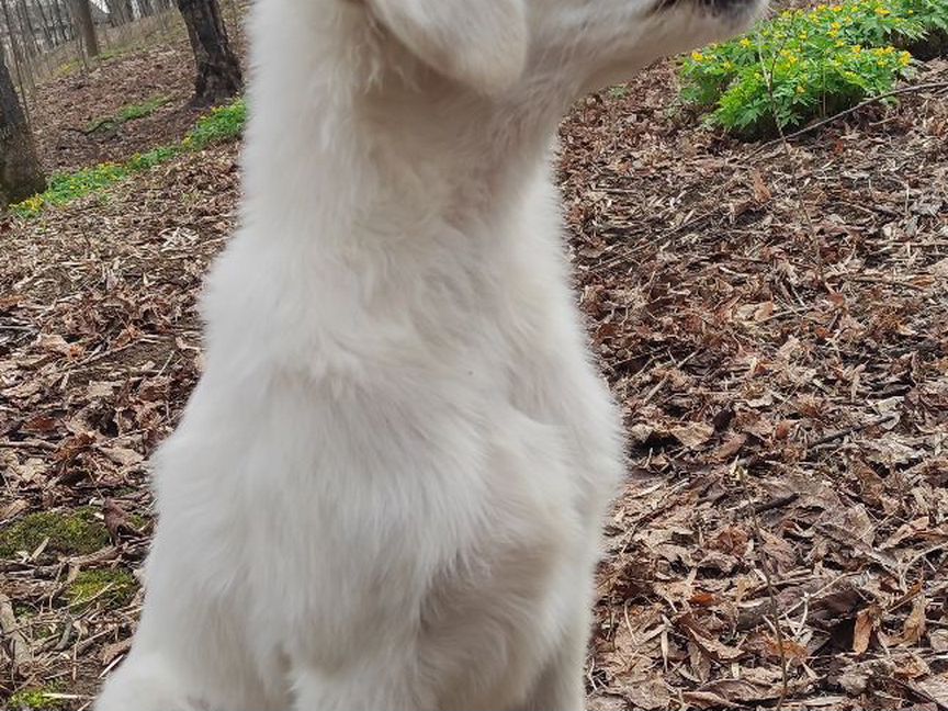 Словацкий чувач