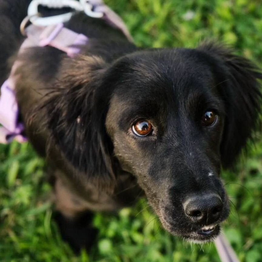 Взрослая собака в добрые руки