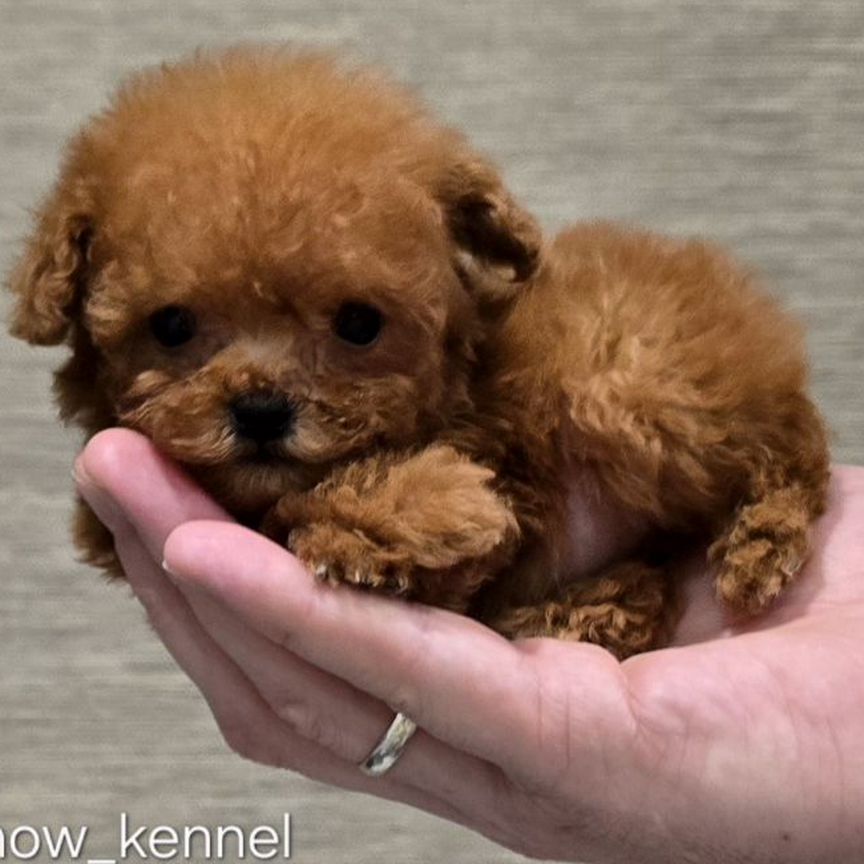 Той-пудель, щенок