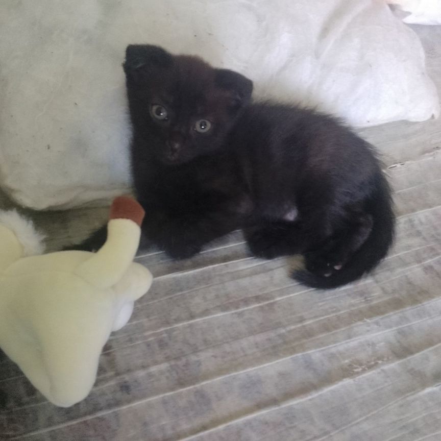 Отдам бесплатно котёнка вислоухого