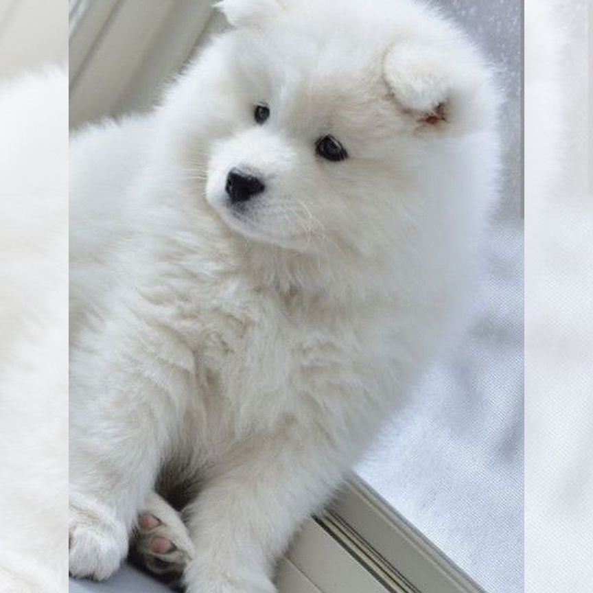 Самоедская лайка щенки