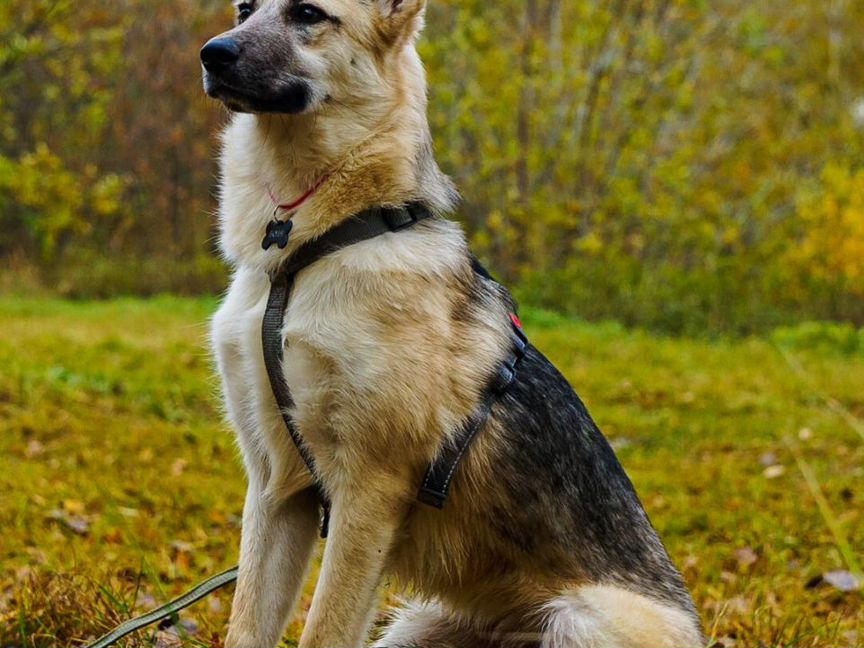 Щенок грустит в приюте