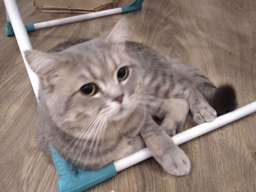 Котик ищет девочку