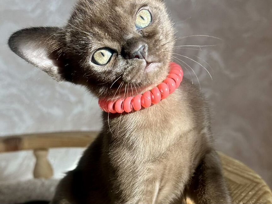 Котята бурманской породы