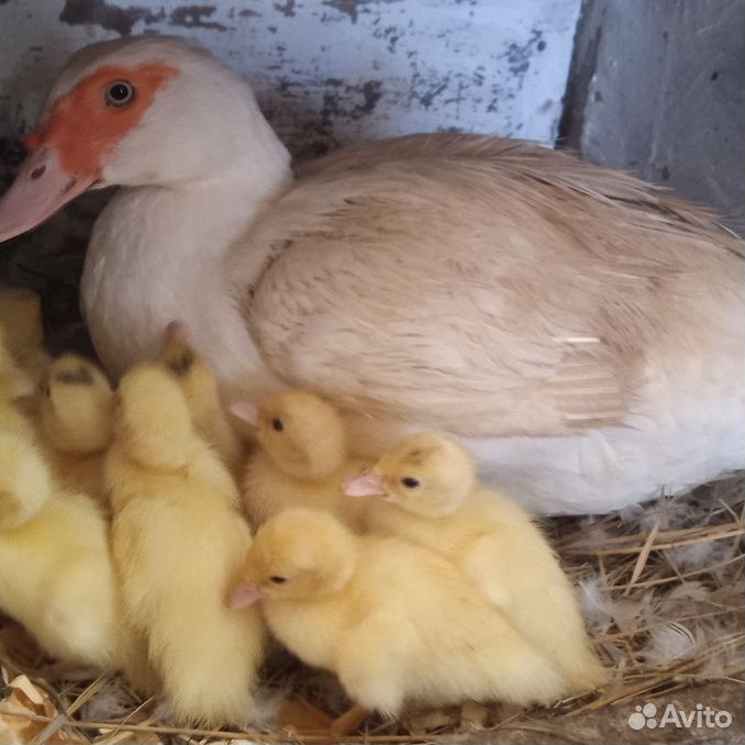 Утята индоутки