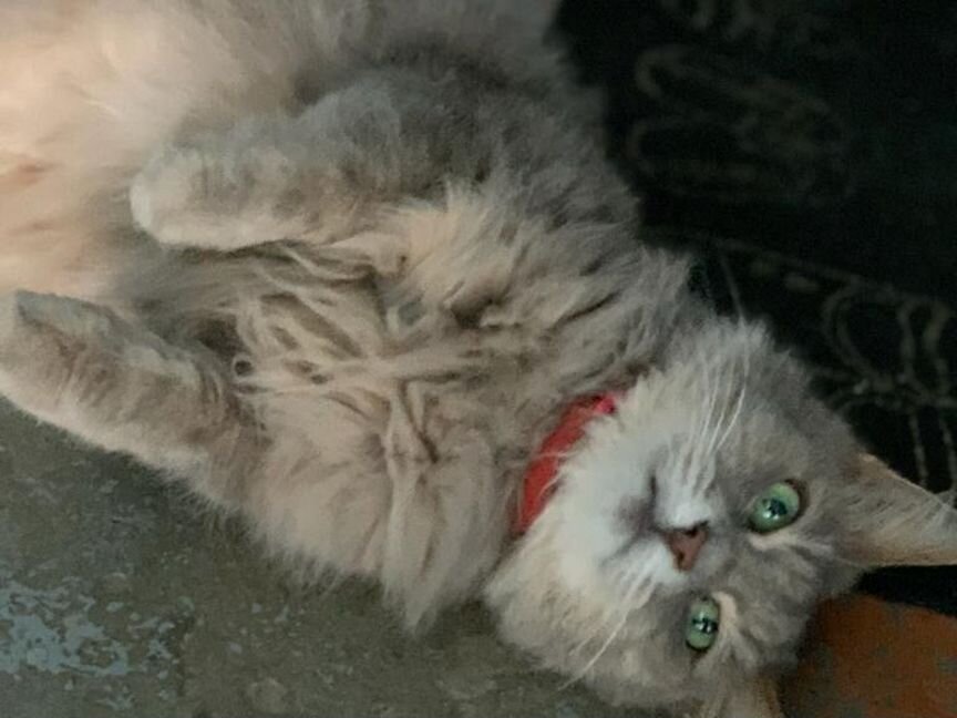 Кошка потеряла хозяйку.И теперь она бомж