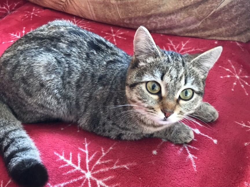 Кошка