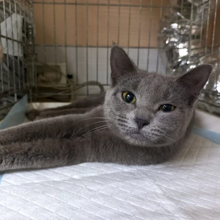 Кошечке нужен дом