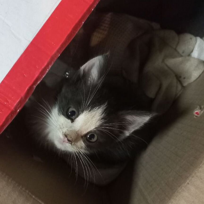 Отдам котенка в хорошие руки