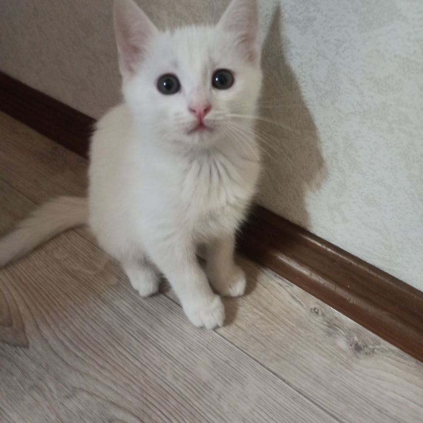 Котята
