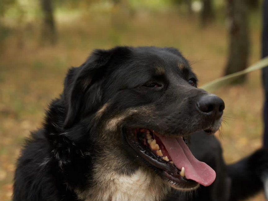 Большой статный Фолд из приюта ищет дом