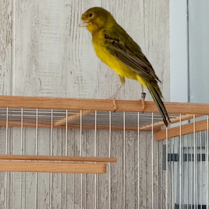 Кенарь овсяного напева