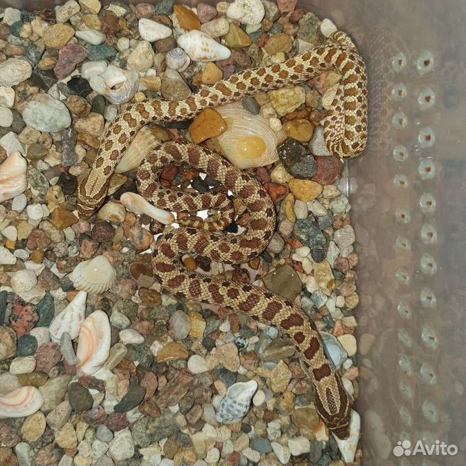 Калифорнийская королевская змея, свиноносая змея