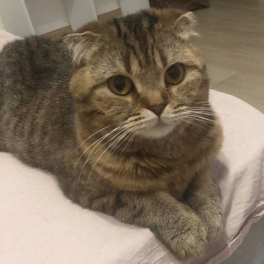 Нужен дом для кошки, отдам с кормом, лотком