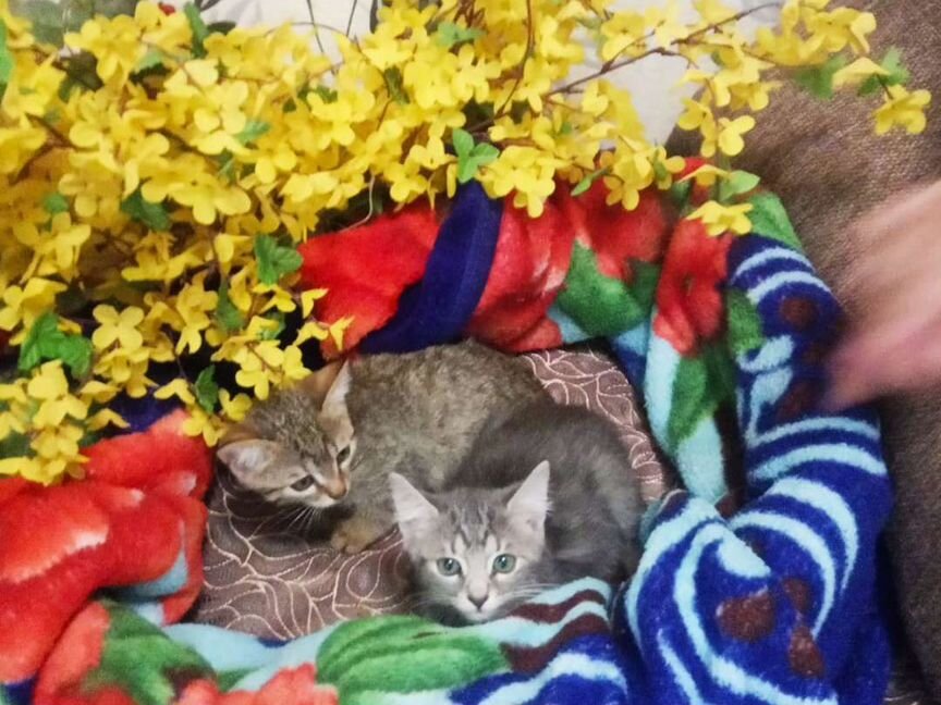 4 котенка 1,5 мес в добрые руки (по одному)