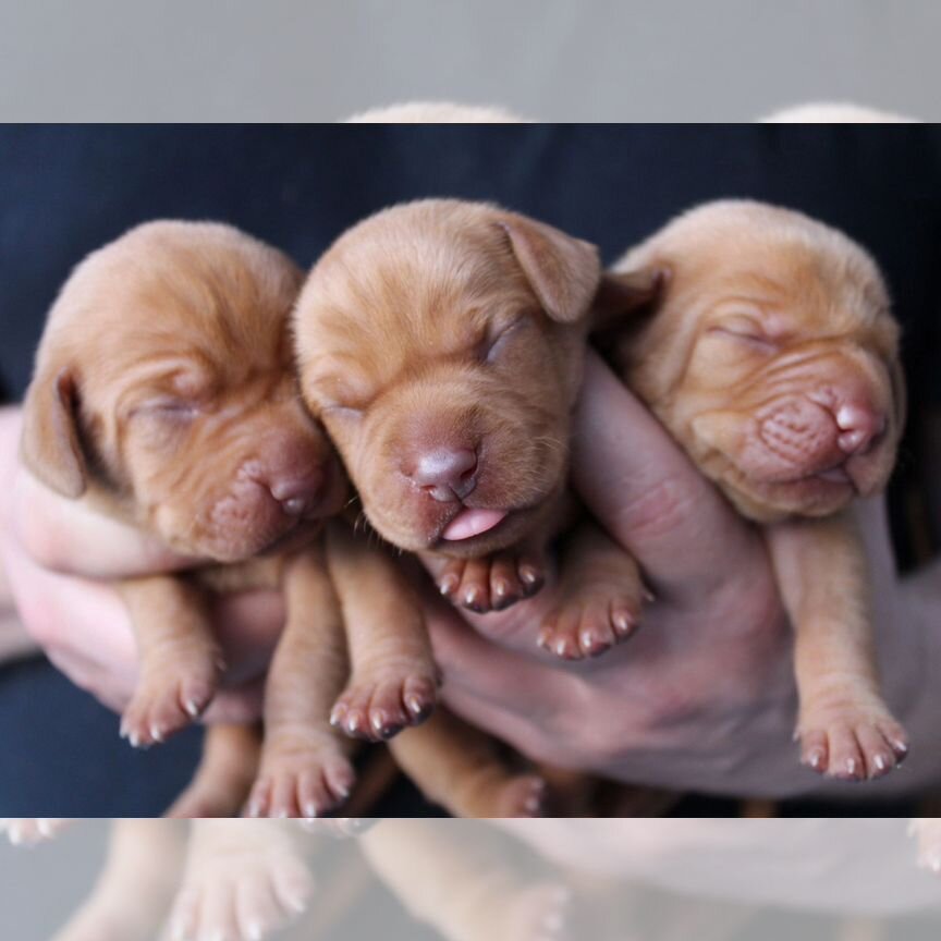 Венгерская выжла. Щенки от рабочих родителей