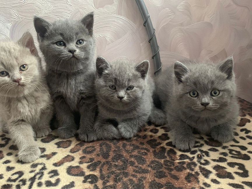 Британские плюшевые малыши