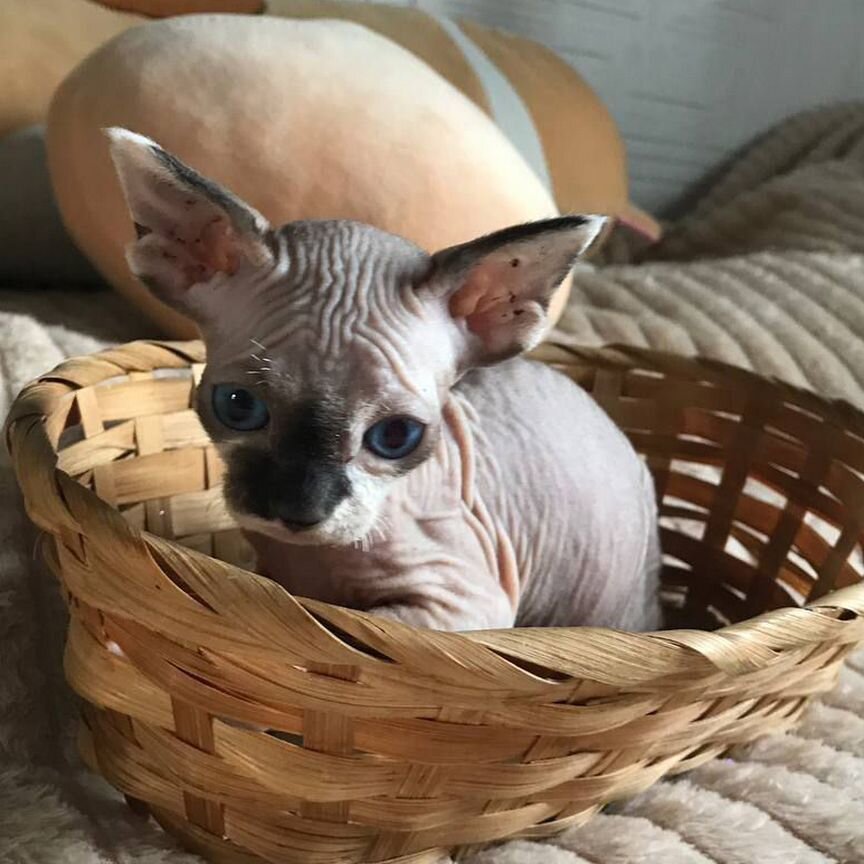Котята,сфинкс-эльф