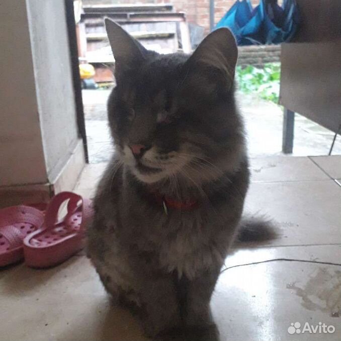 Приблудился кот