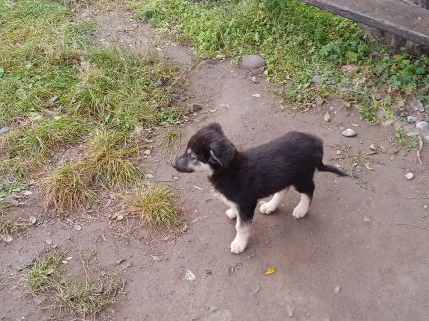 Собака в добрые руки