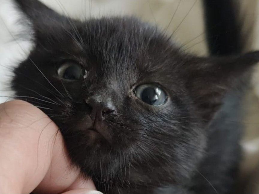 Котята