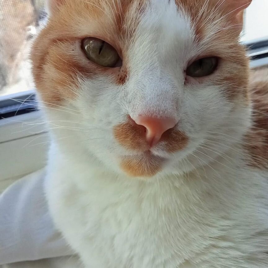 Кот