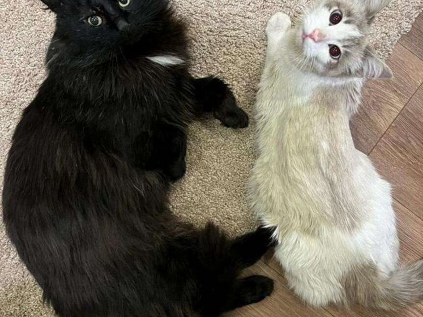 Котята в добрые руки