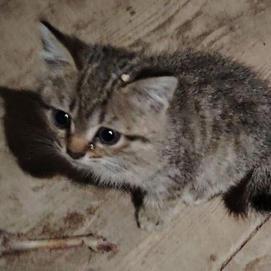 Котёнок в добрые руки