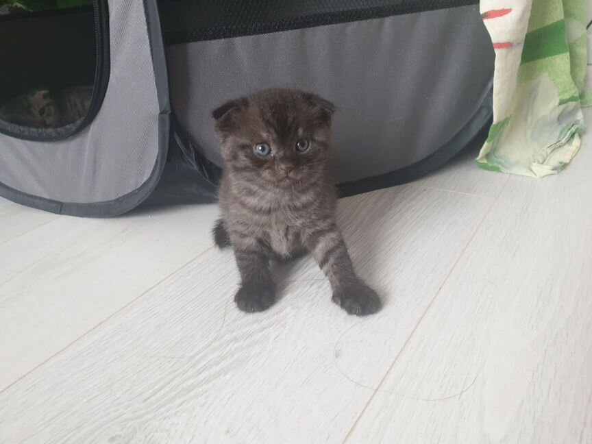 Вислоухие котята