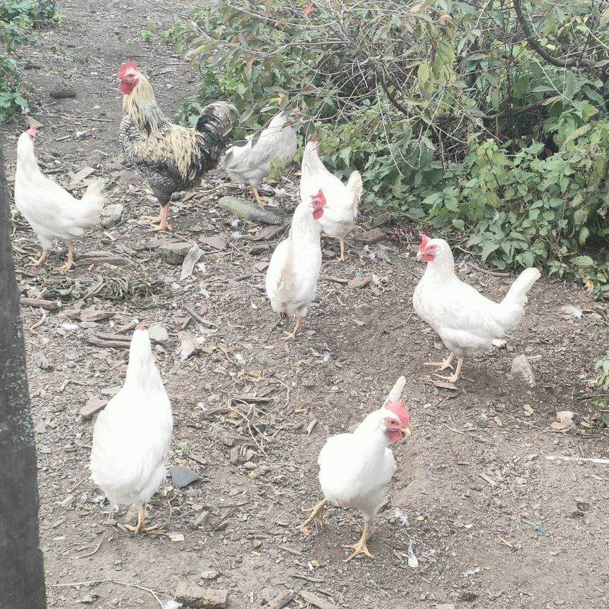 Куры молодки несушки