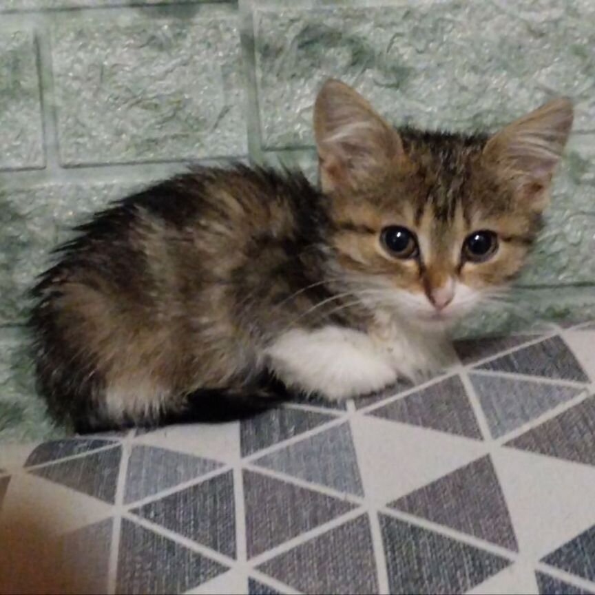 Кошечка в добрые руки