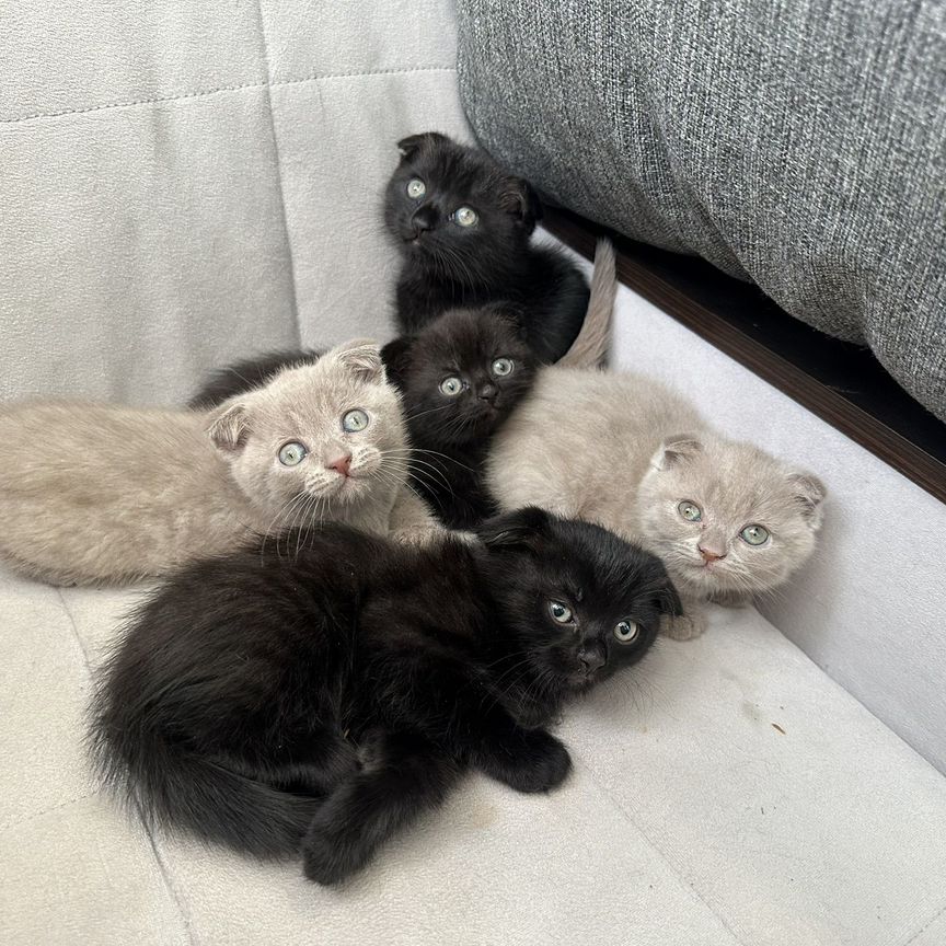 Вислоухие котята 1,5 месяца