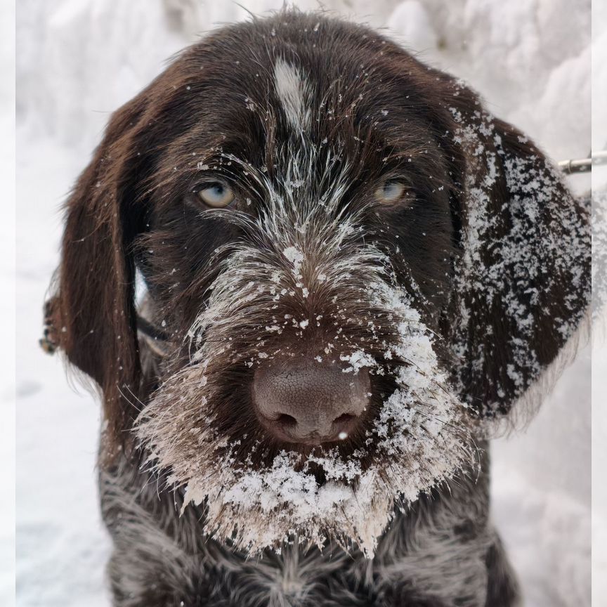 Дратхаар, щенок