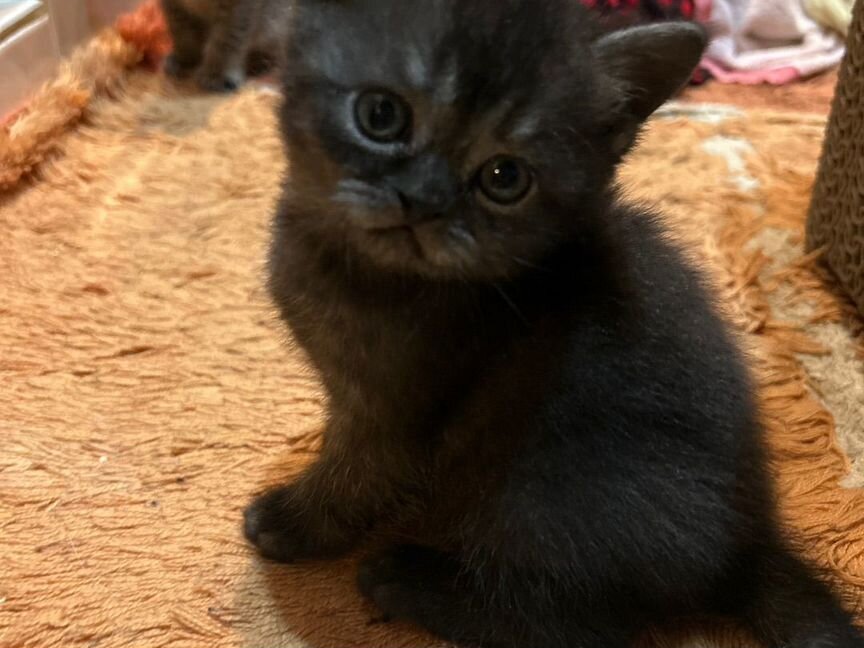 Шотландские котята