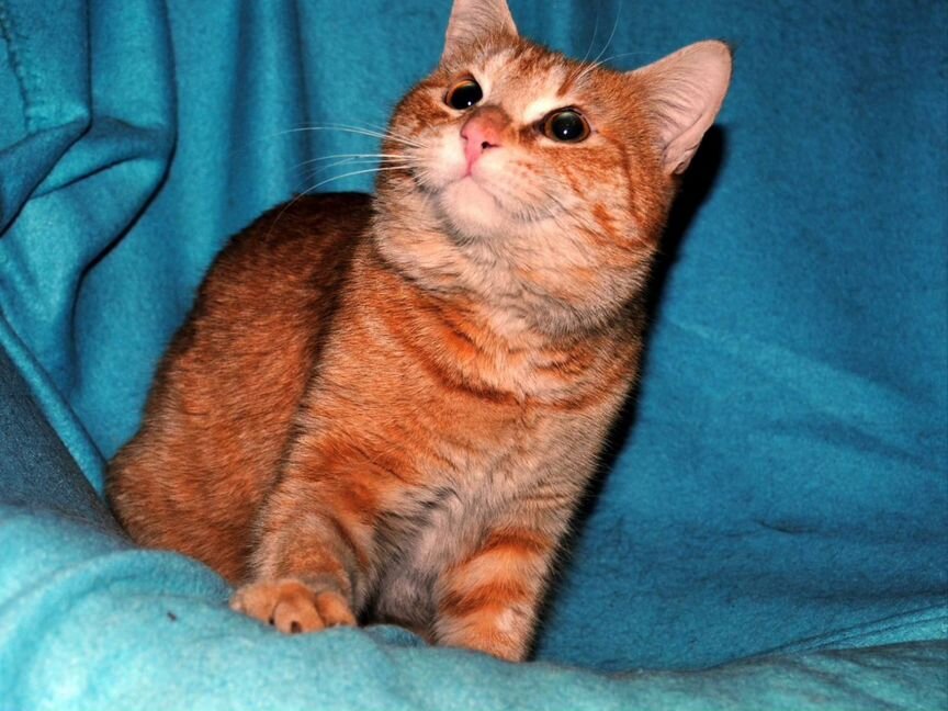 Кот
