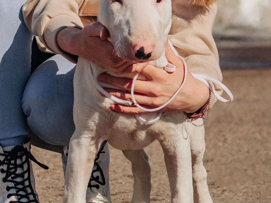 Бультерьер