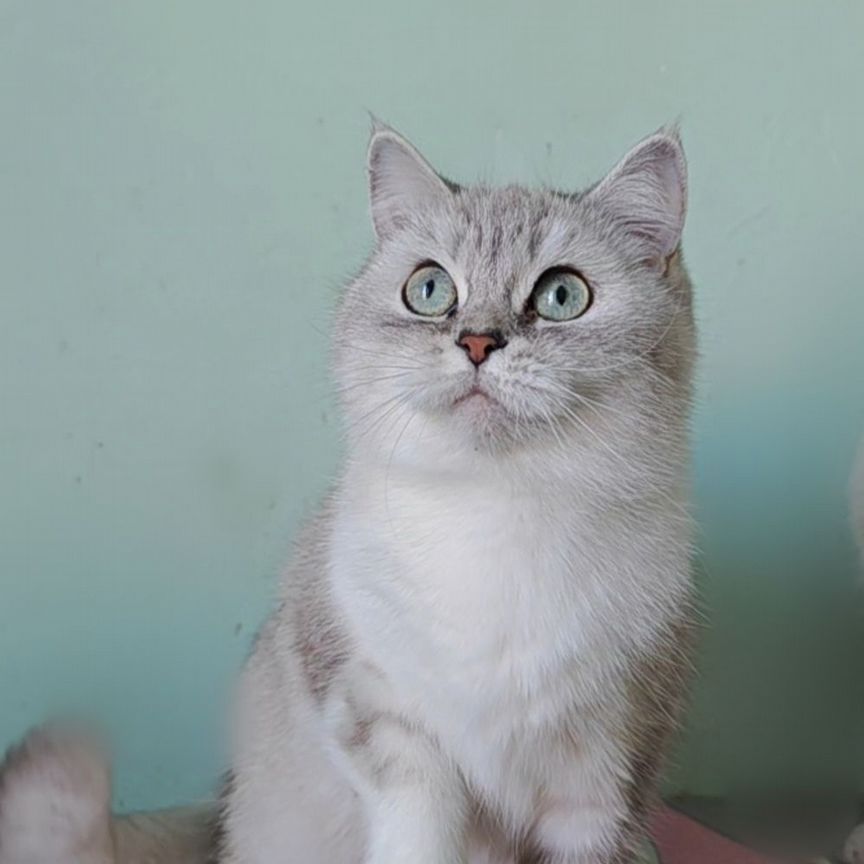 Британская кошка Дина