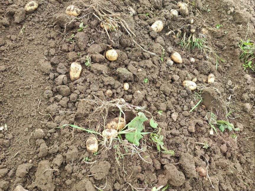 Овощи, фрукты