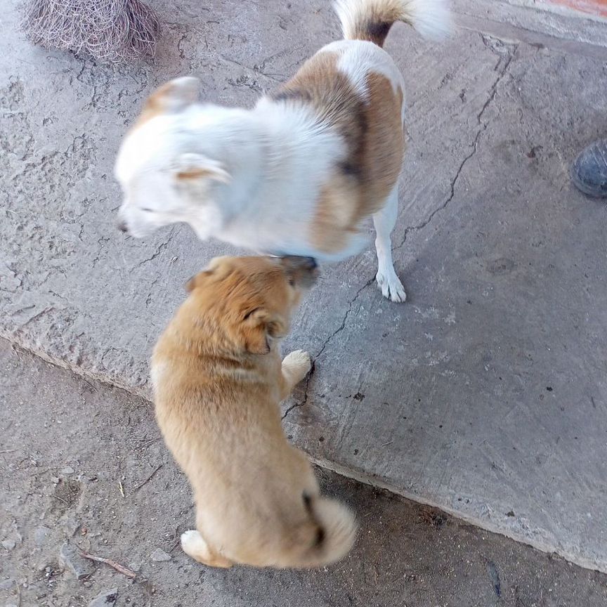 Щенок в добрые руки